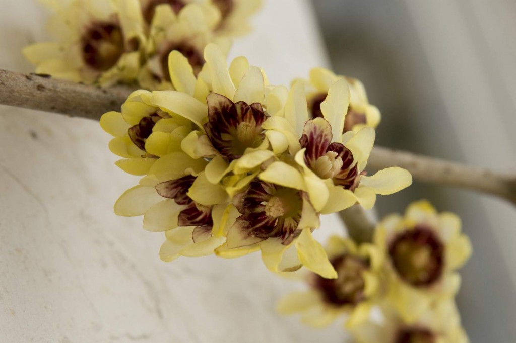 Calicanto: storia, leggende e linguaggio dei fiori - Il giardino del tempo